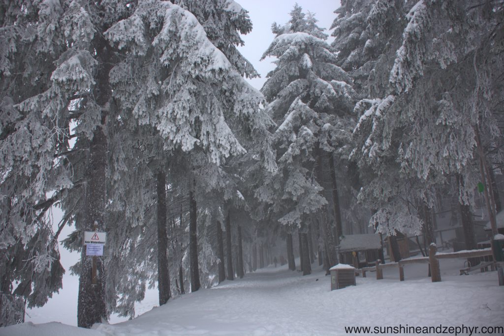 The Black Forest High Road Germany | Sunshine and Zephyr by Shweta